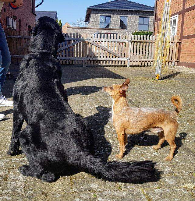 Flat Coated Retriever? (Hund, Welpen, Hundeerziehung)