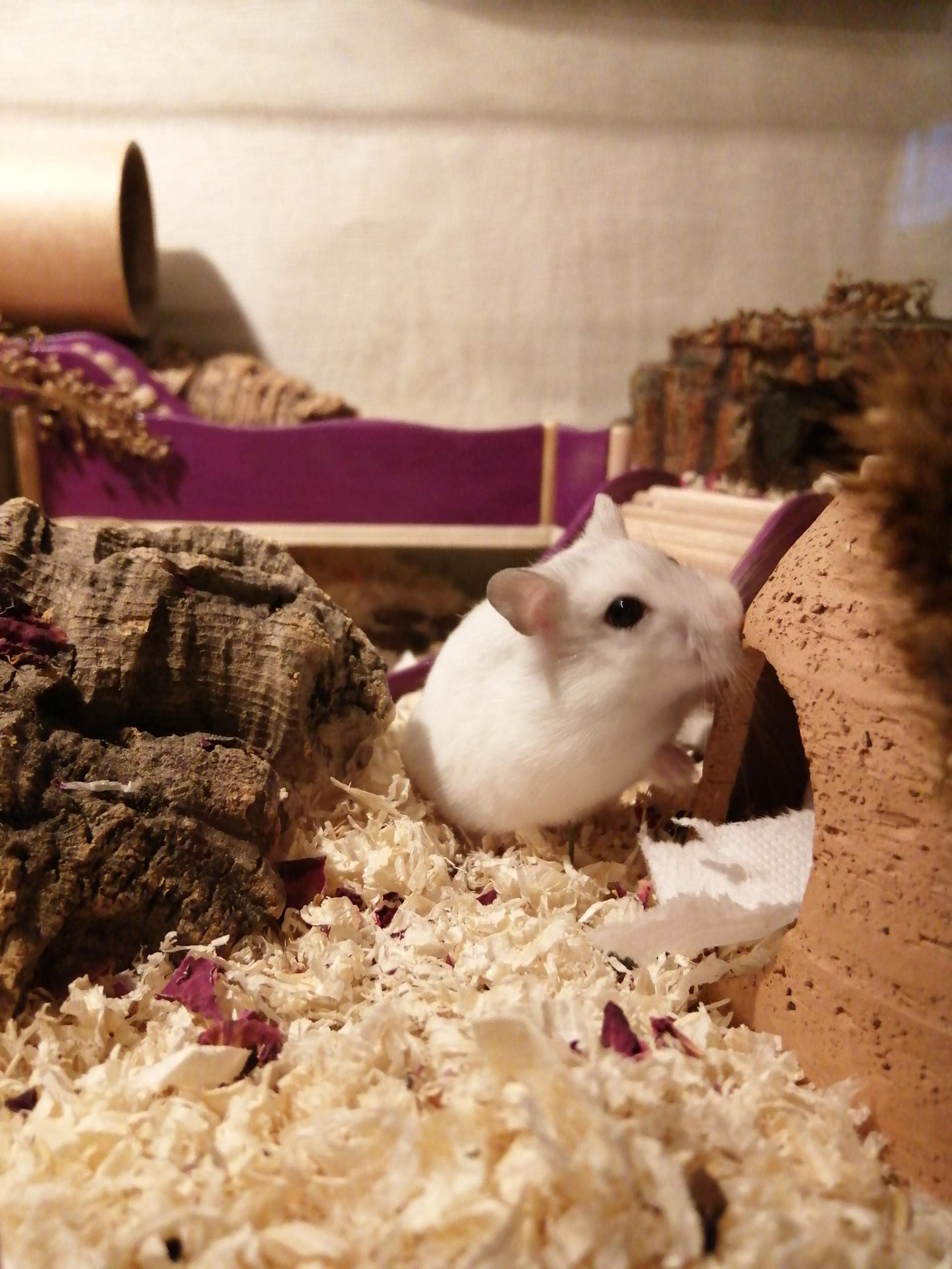 Weißer dsungarischer Zwerghamster? (Tiere, Biologie, Haustiere)