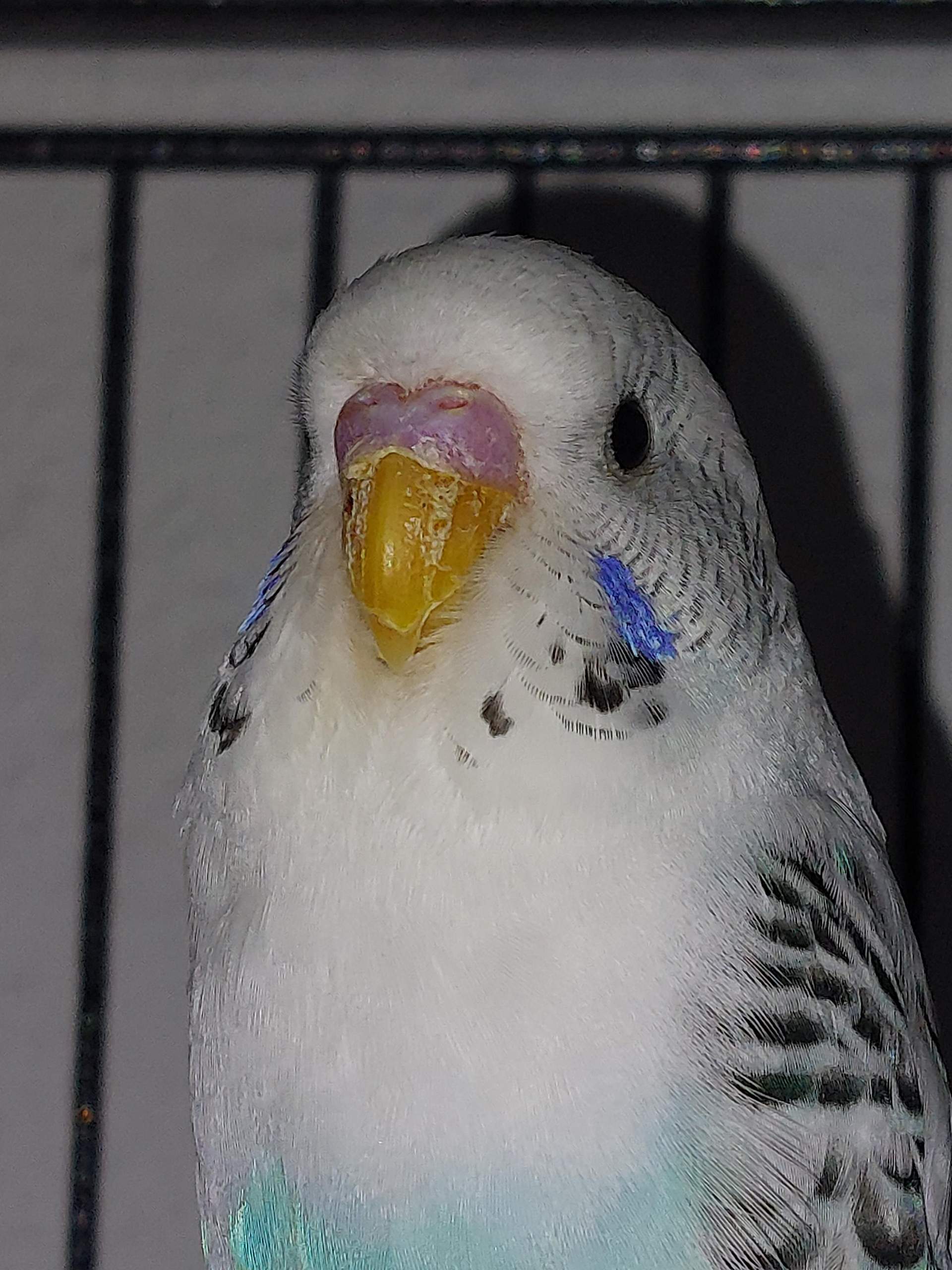 Hat mein Wellensittich Milben? (Tierarzt, Tierhaltung, Vogelart)