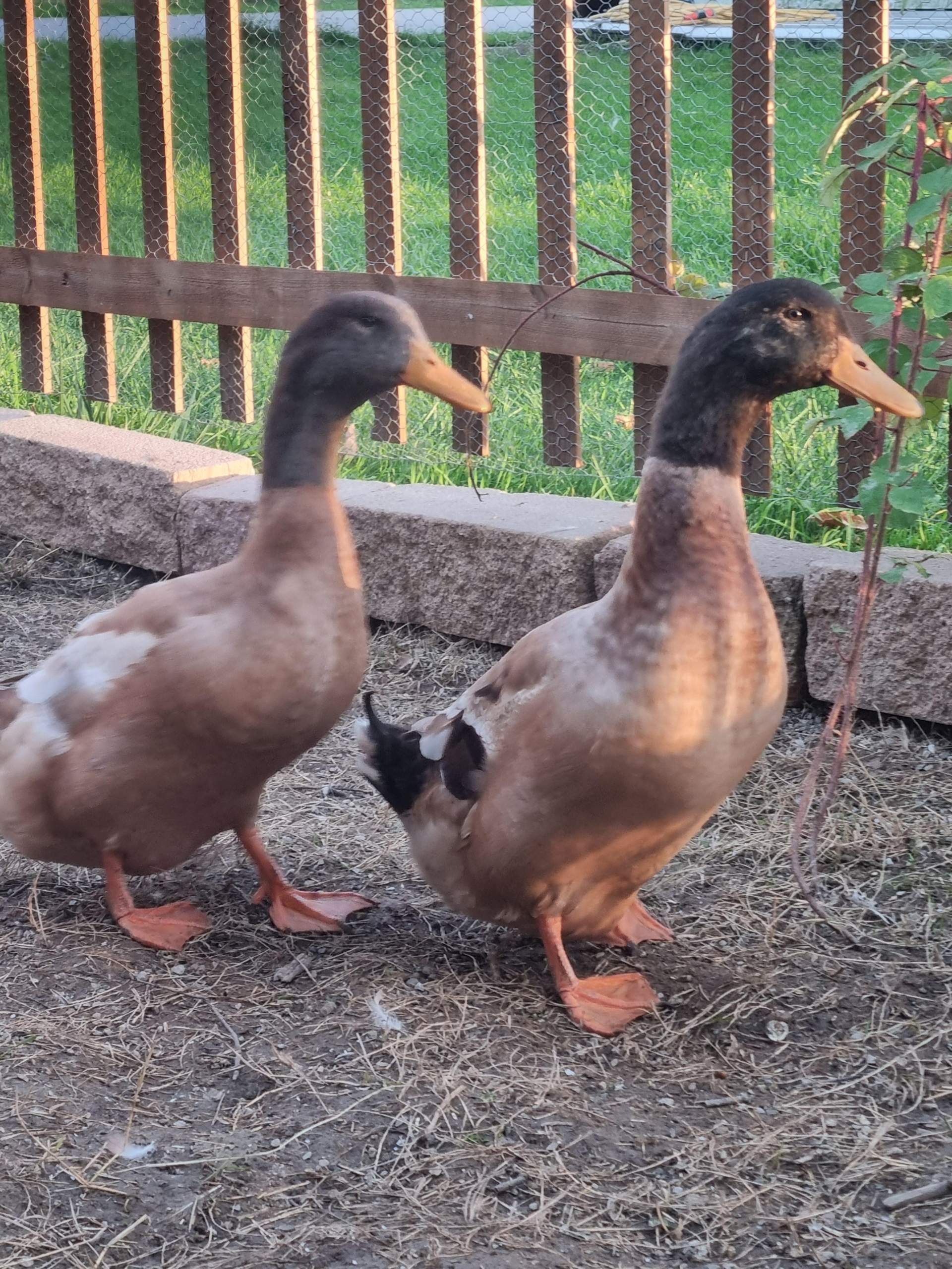 Mögt ihr Enten auch so sehr wie ich? (Tiere, Umfrage, Tierschutz)