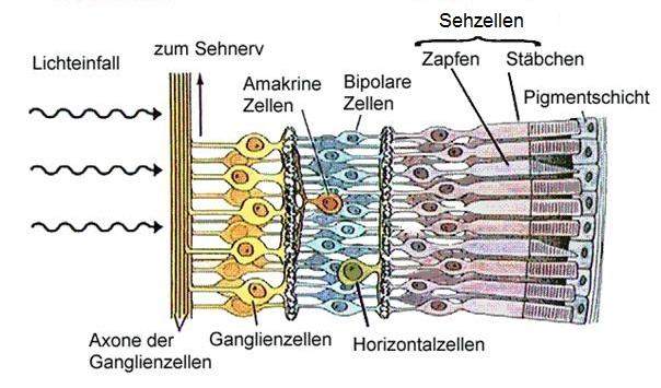 Bau der Netzhaut? (Schule, Menschen, Arzt)