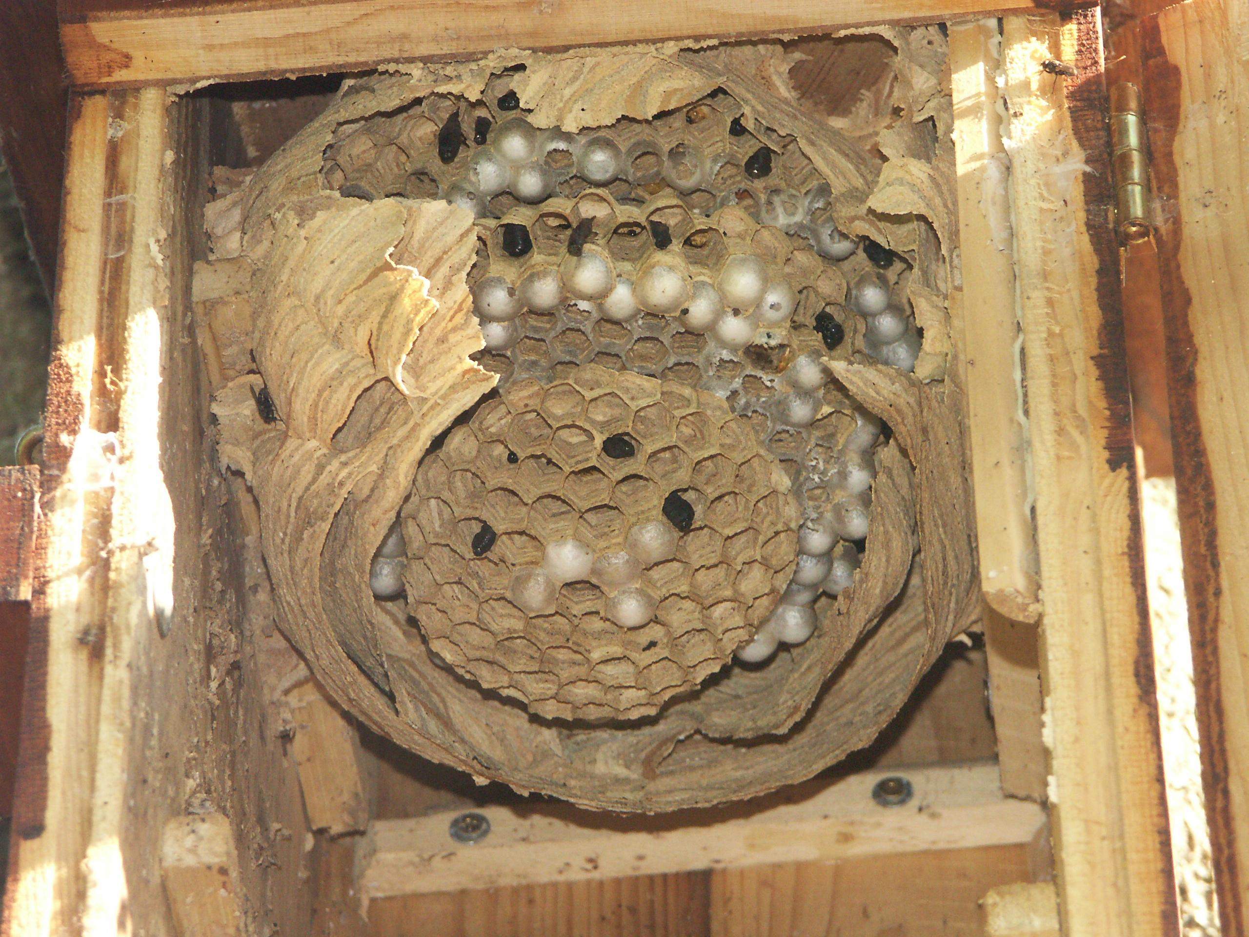 Hornissennest Im Winter