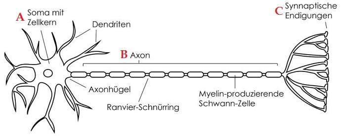 Kann mir jemand die Codierung von Informationen an Nervenzellen ...