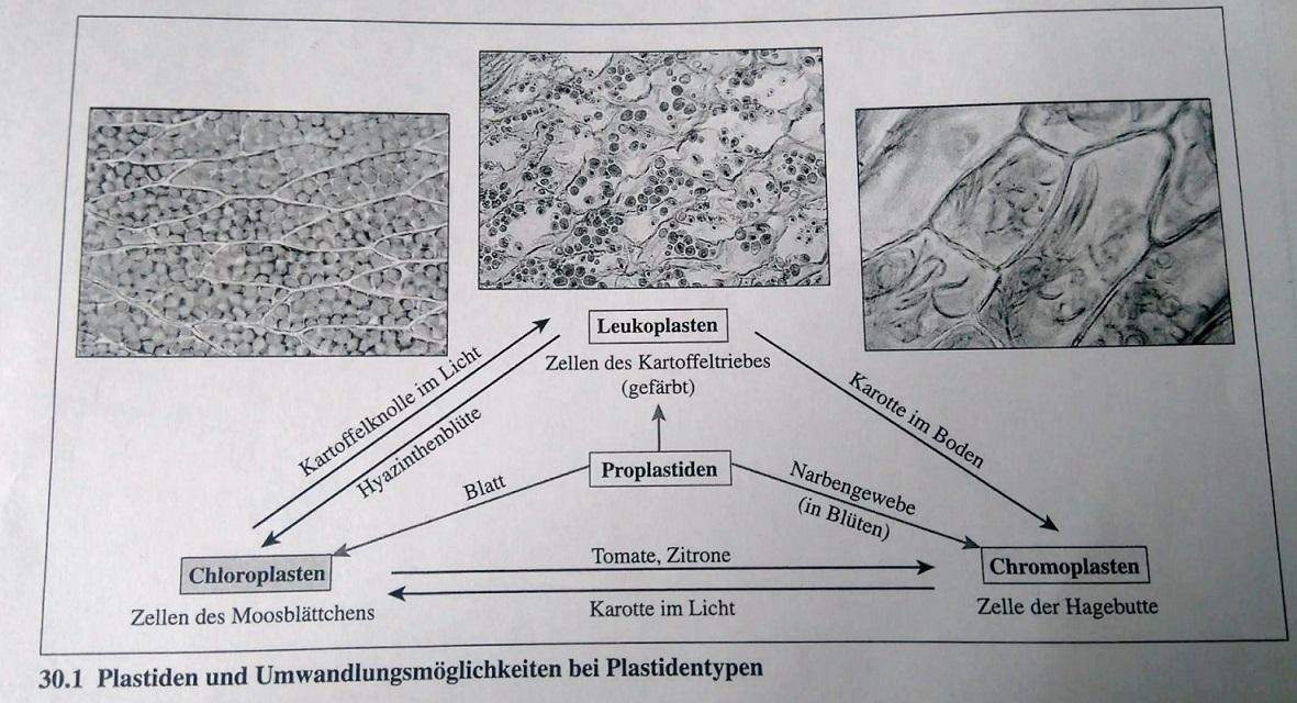 Wie erstelle ich eine Gliederung für eine Präsentation über Plastiden ...