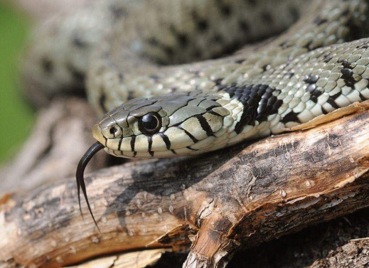 Welche Ringelnatter Art ist das? (Tiere, Biologie, Natur)