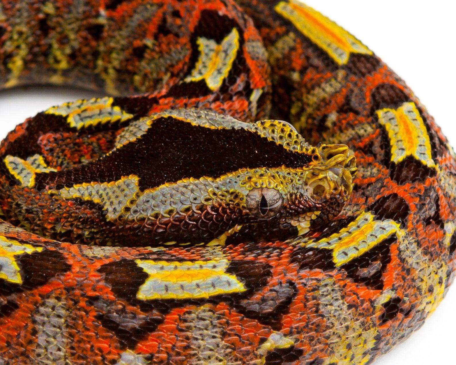 Welche Giftschlangen mit interessanten Mustern/färbungen kennt ihr ...