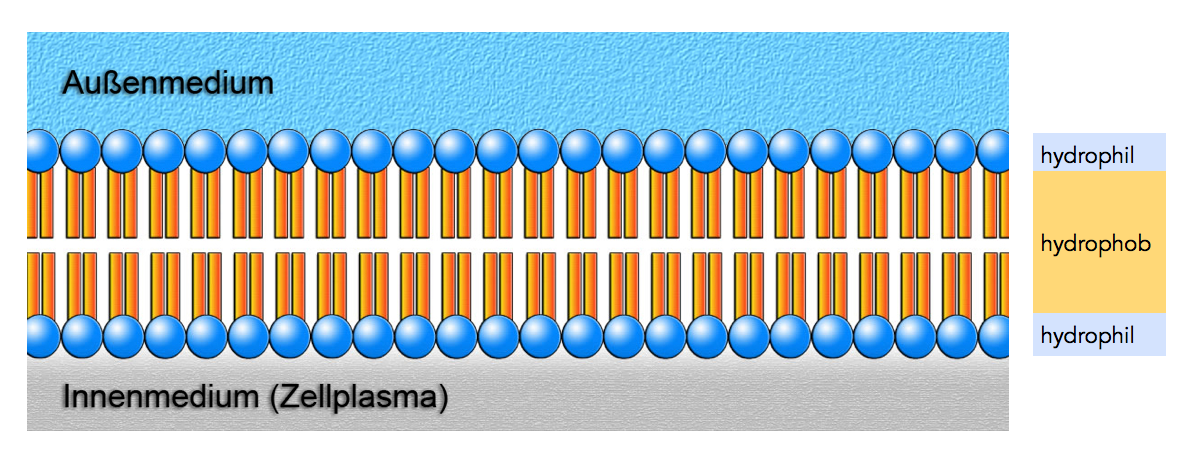 Hallo Leute kann mir jemand erklären was die Gemeinsamkeiten bei den ...