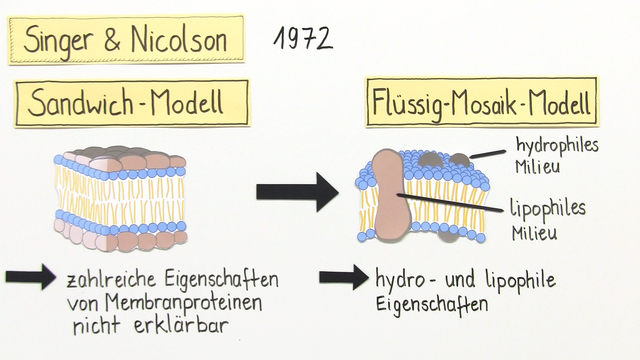 Hallo Leute kann mir jemand erklären was die Gemeinsamkeiten bei den ...