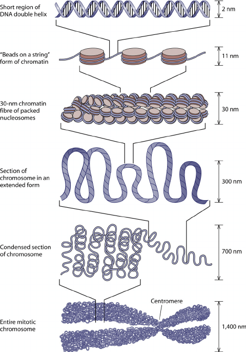 Biologie-Was heißt es das sich die Chromatinstränge spiralisieren ...