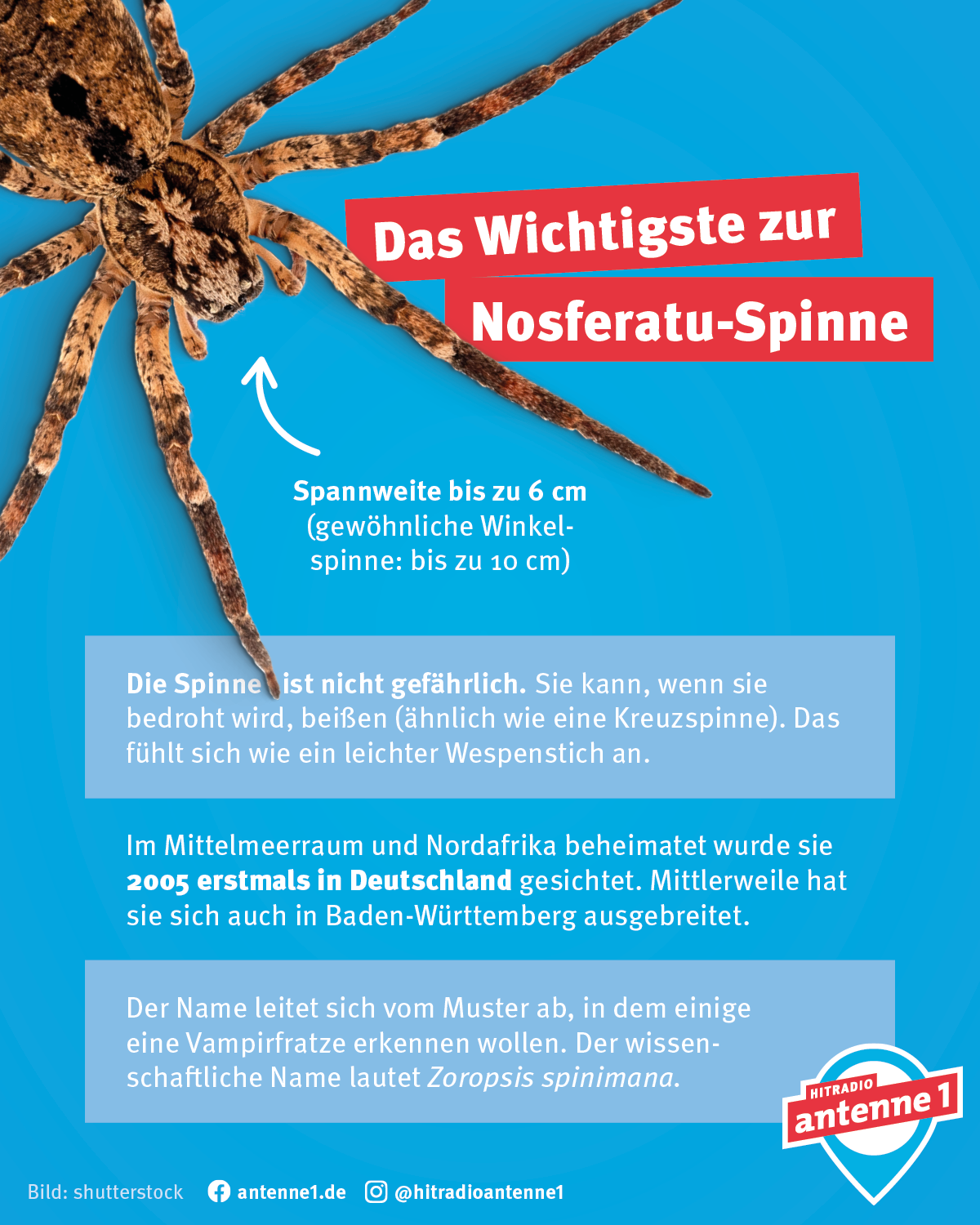 Ist die giftig? (Tiere, Spinnen)