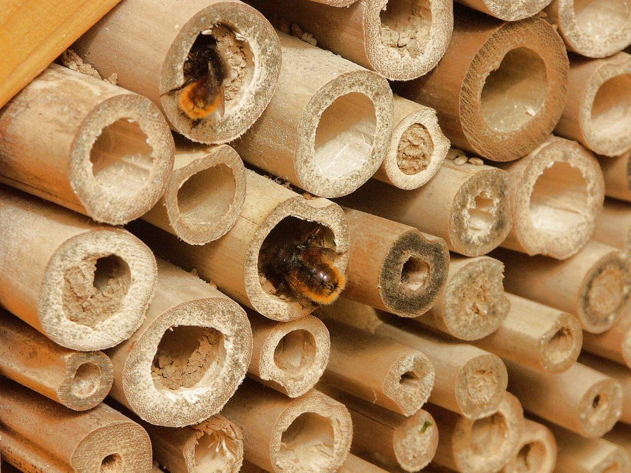 Wildbienen Nest bauen? (Insekten, Eier, Bienen)