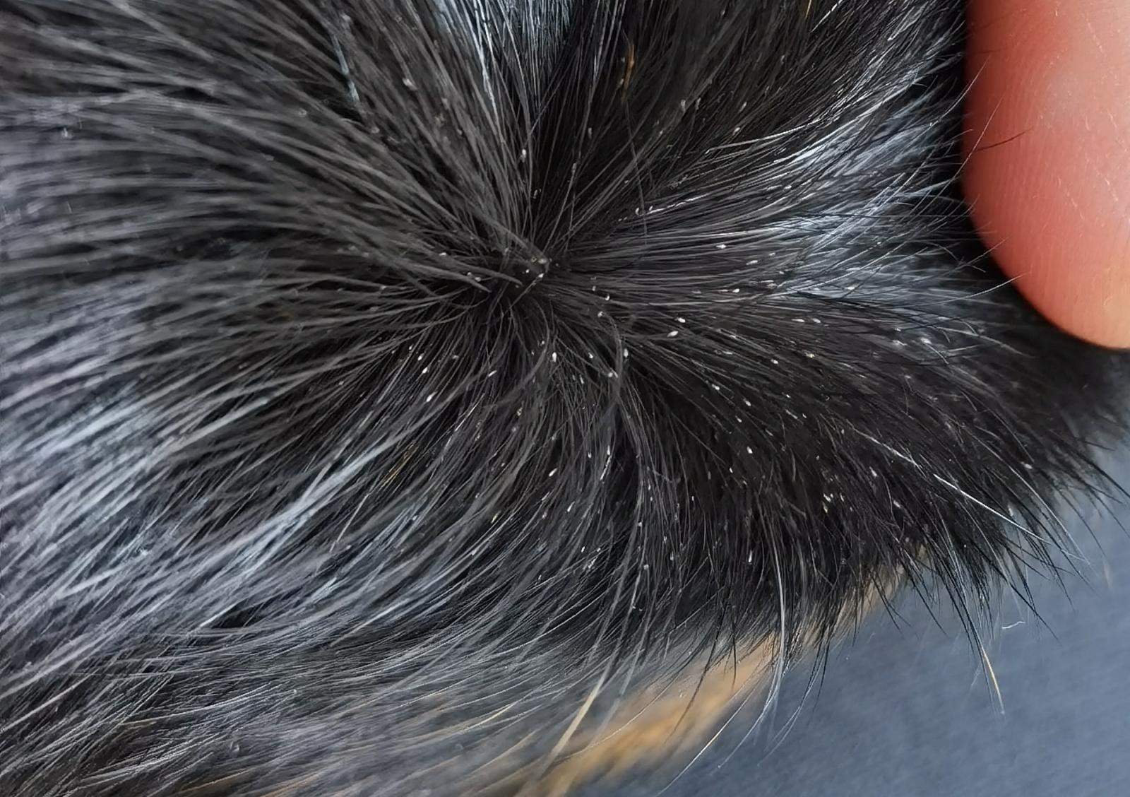 Haarlinge? (Gesundheit, Meerschweinchen, Tiermedizin)