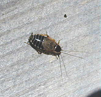 Bett - Was für ein Insekt ist das? (Insekten, Schädlinge, Ungeziefer)