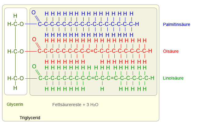 Chemie Fette? (Moleküle, organische Chemie, Strukturformel)