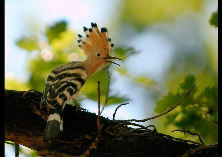 Welcher Vogel Passt Zu Mir