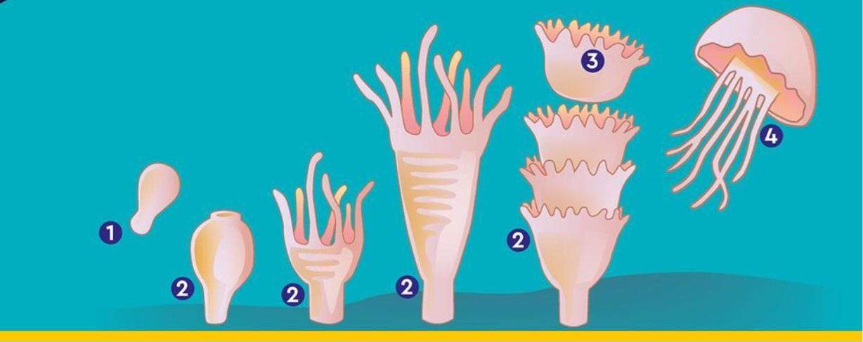 Wie entstehen Quallen? (Wasser, Eier, Meer)