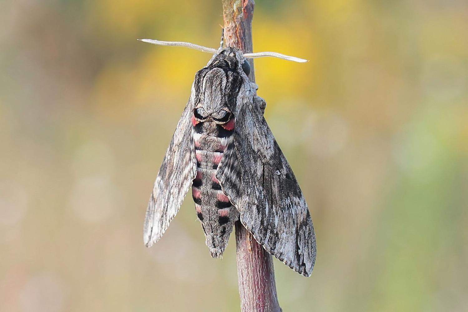 Was für ein Käfer ist das? (Tiere, Käferart, Schmetterling)