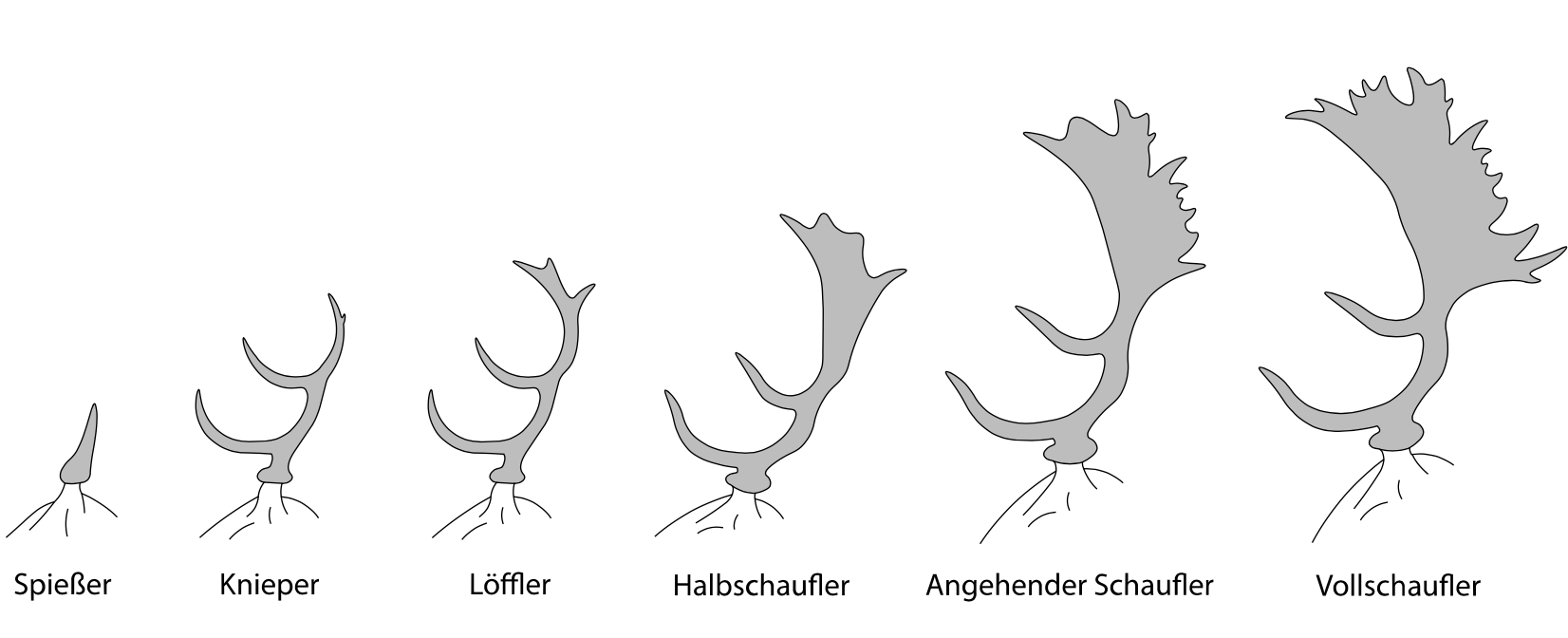 Alter am Geweih erkennen? (Hirsch)