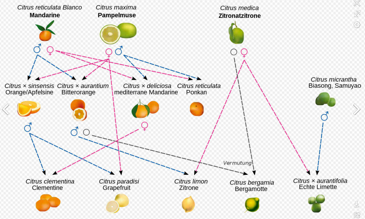 Sind Mandarinen und Clementinen im Grunde dasselbe? (Ernährung, Obst ...