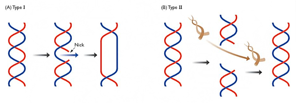 DNA-Topologie? (Biologie, Genetik, Zellen)