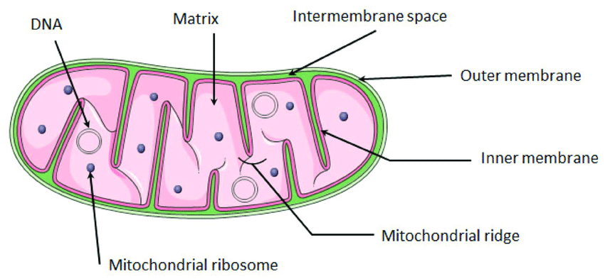 Gibt es einen Zusammenhang von Form und Funktion bei Mitochondrien ...
