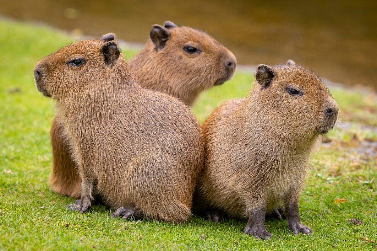 Was ist ein Capybara? (Biologie, Natur, Tierhaltung)