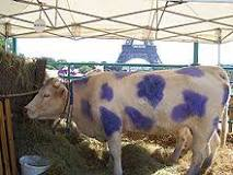 Warum ist die Milka-Kuh lila? (Farbe, Süßigkeiten, Schokolade)