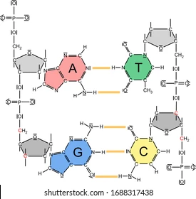 Warum bildet Cytosin nur mit Guanin und Adenin nur mit Thymin ...