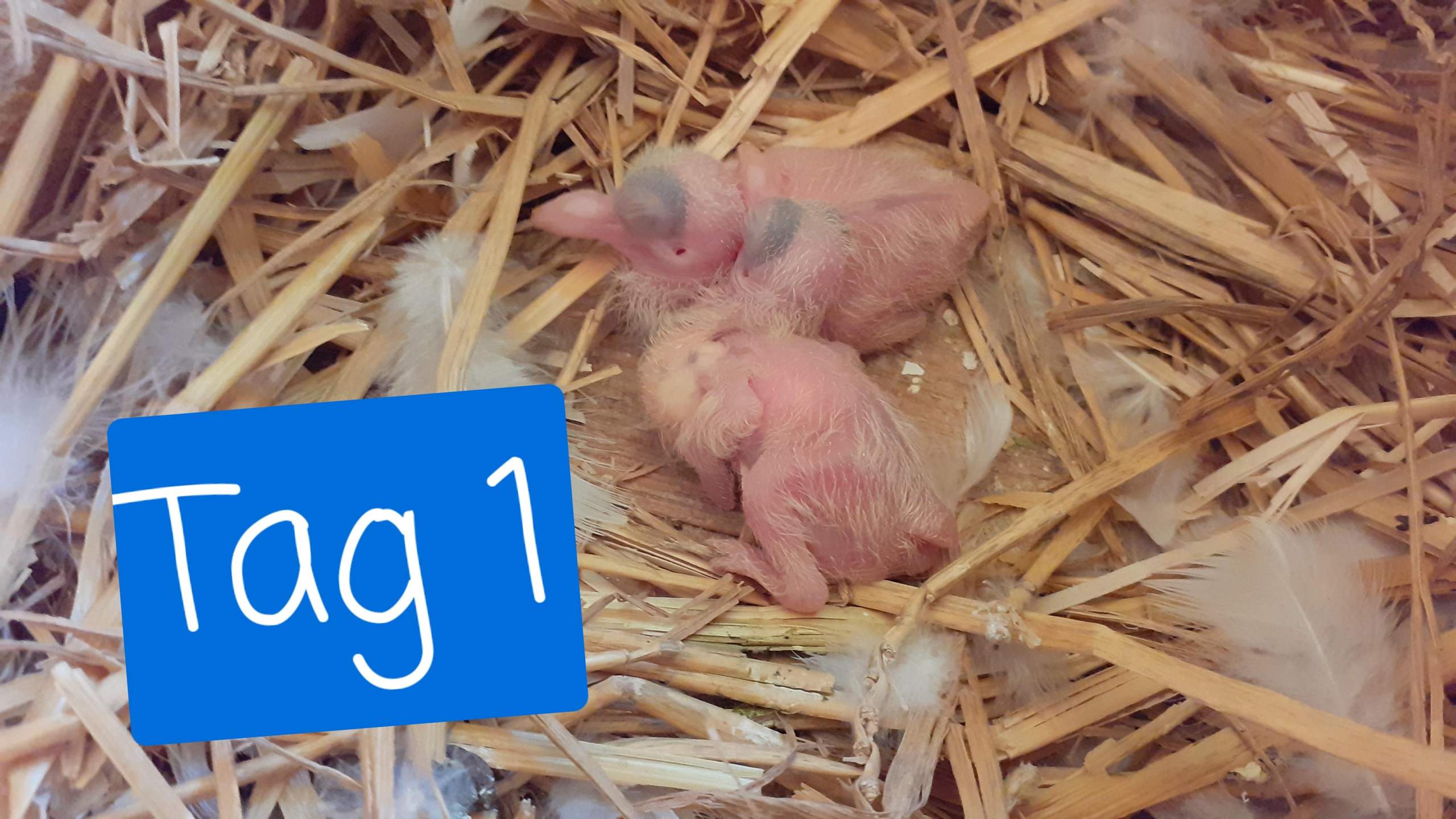 Denkt ihr Tauben sind so harmlos wie sie aussehen? (Biologie ...