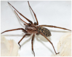 was ist das für eine spinne? (Spinnen, Spinnenart)