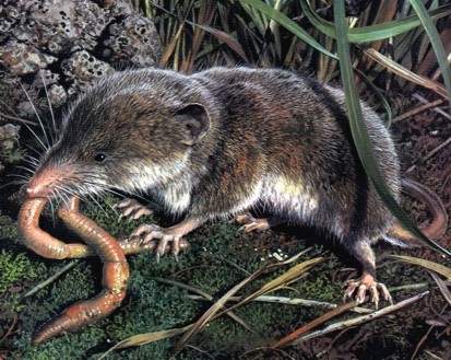 was fressen spitzmäuse? (Spitzmaus)