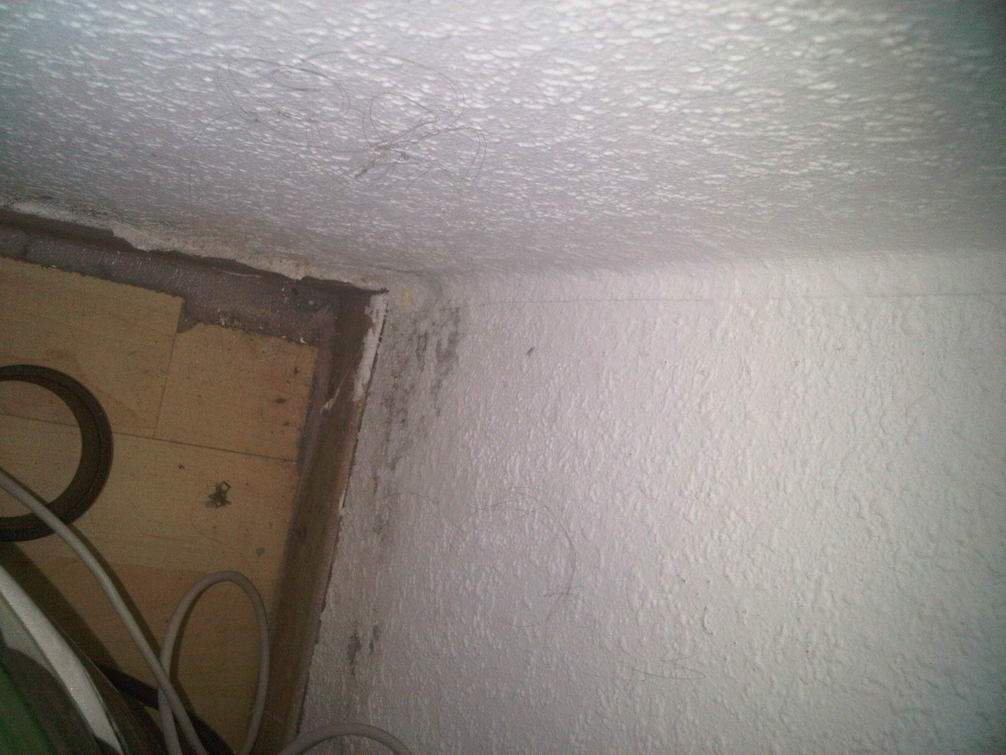 Pilzbefall im Haus! (Schimmel, Pilze)