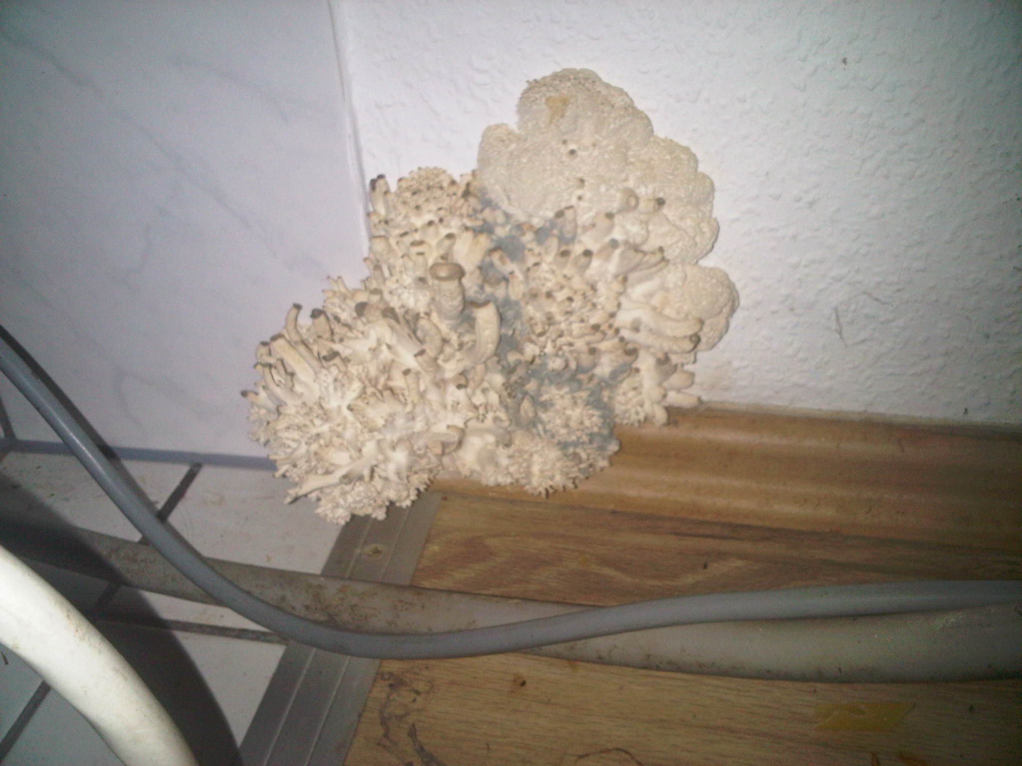 Pilzbefall im Haus! (Schimmel, Pilze)