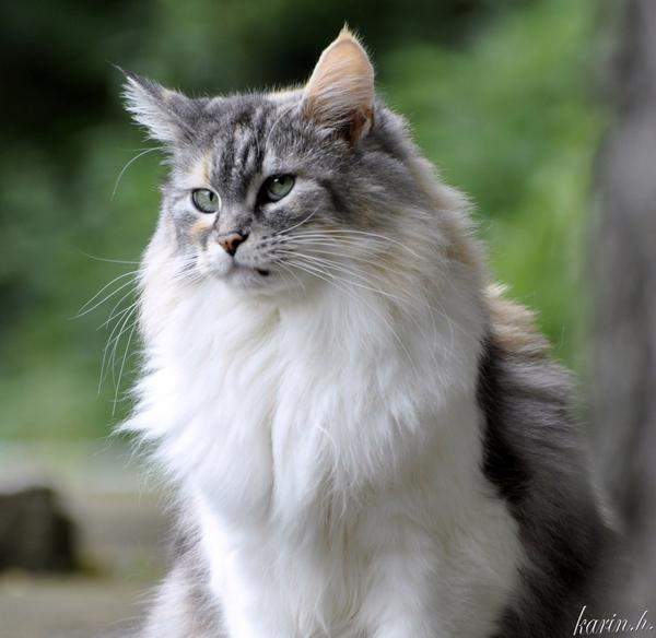 Habt ihr schöne Warrior Cats Bilder die wie echte Katzen aussehen ... Habt ihr schöne Warrior Cats Bilder die wie echte Katzen aussehen ...