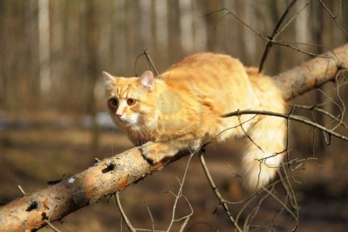 Habt ihr schöne Warrior Cats Bilder die wie echte Katzen aussehen ... Habt ihr schöne Warrior Cats Bilder die wie echte Katzen aussehen ...