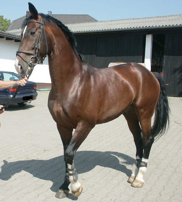 Dunkelbraunes Pferd mit schwarzen beinen- wie heißt die Fellfarbe?