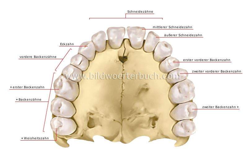 Welche Zähne haben mehr Kanäle als Wurzeln? (Zahnarzt, Zahnmedizin ...