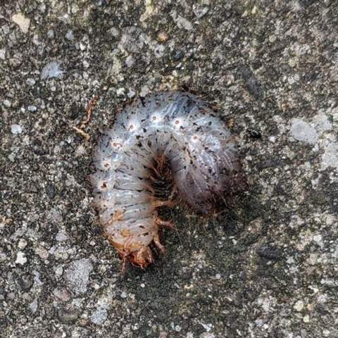 Welche Art Engerling ist das? (Garten, Landwirtschaft, Käfer)