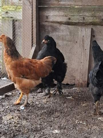 Was ist das für eine Hühnerrasse? (Tierhaltung, Rasse, Huhn)