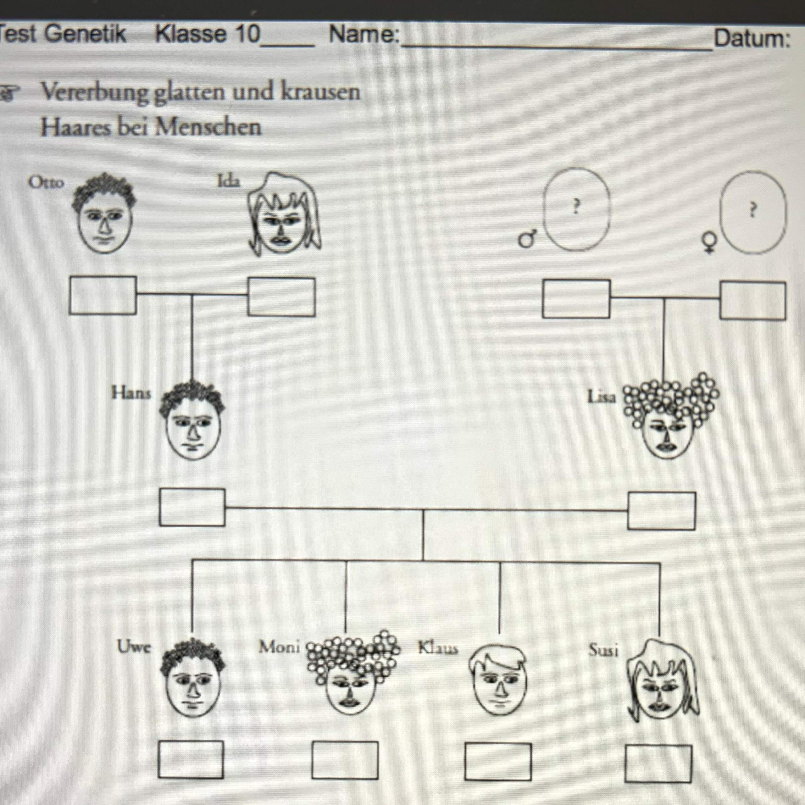 1. Ermitteln Sie die möglichen Genotypen, die im dargestellten ...