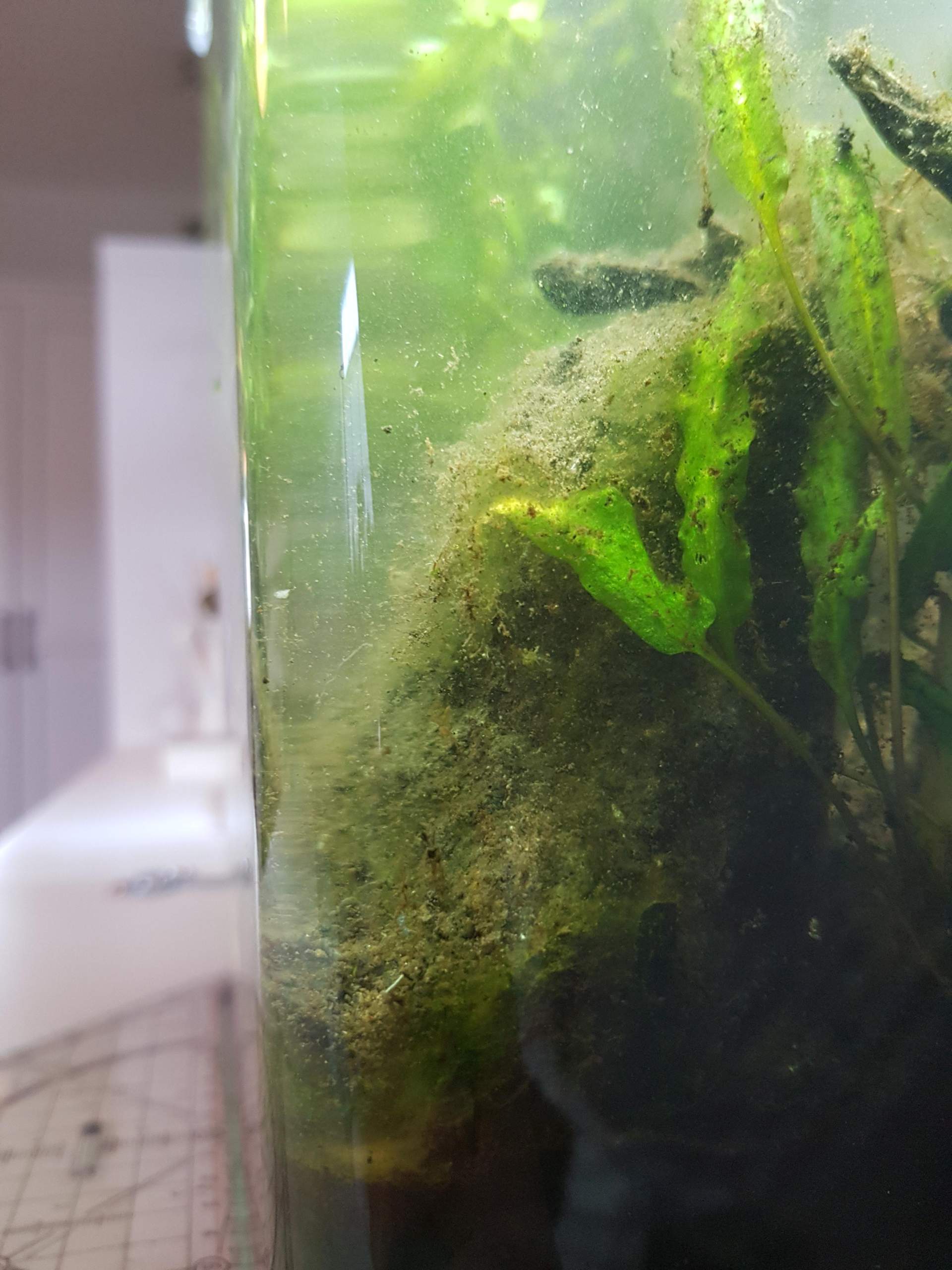 30l aquarium immer dreckig? (Wasser, Filter, Aquariumfische)