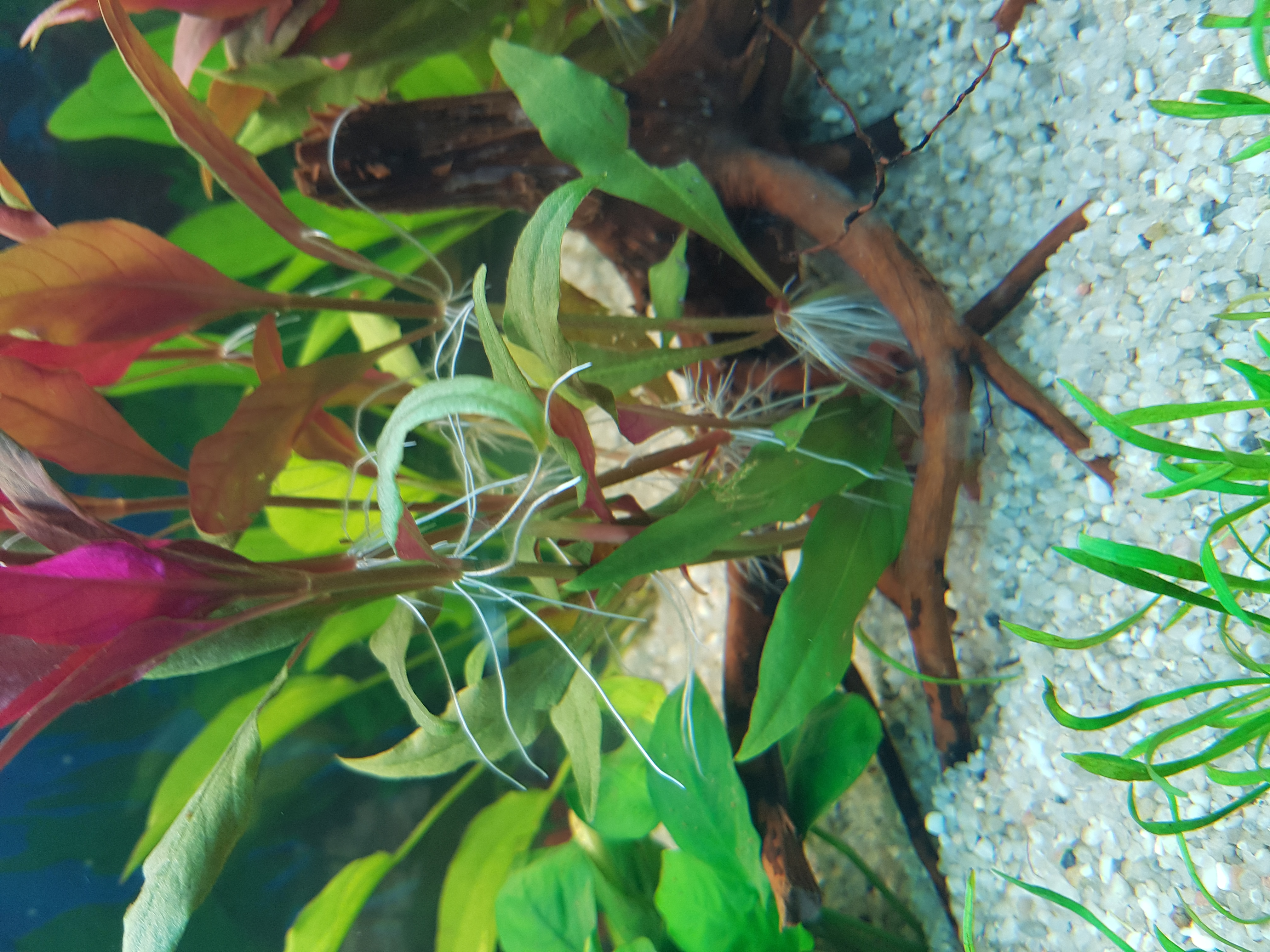 Aaquarium? (Aquarium, Aquaristik, Aquariumpflanzen)