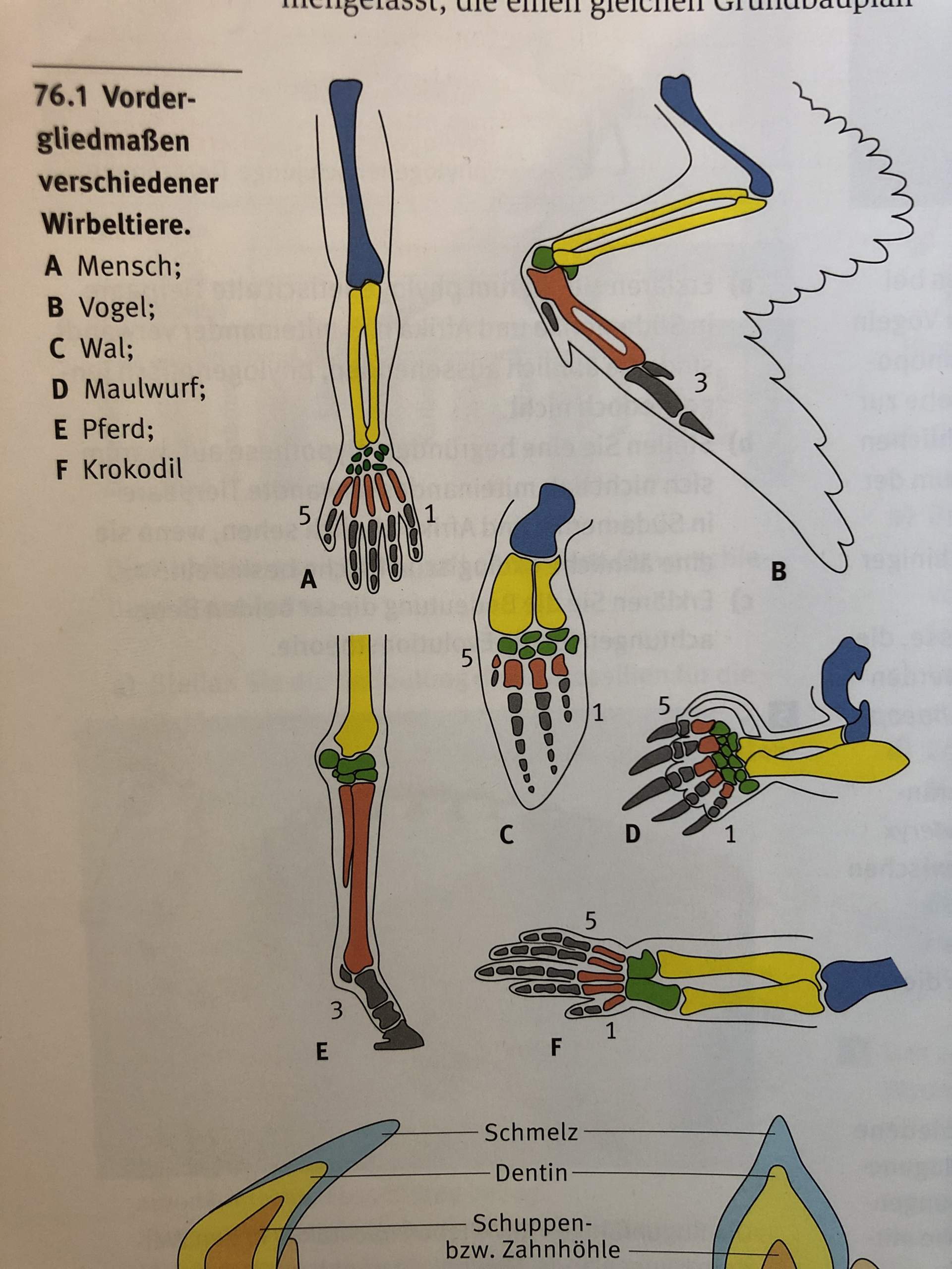 Ab wann gilt homologie? (Biologie, Evolution, Biologie-Leistungskurs)