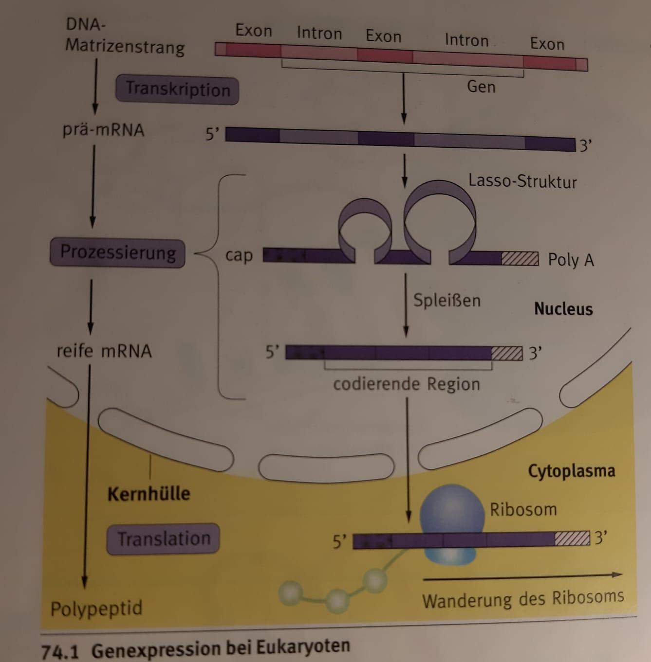 Abbildung Transkription Eukaryoten? (Schule, Biologie, Bio)