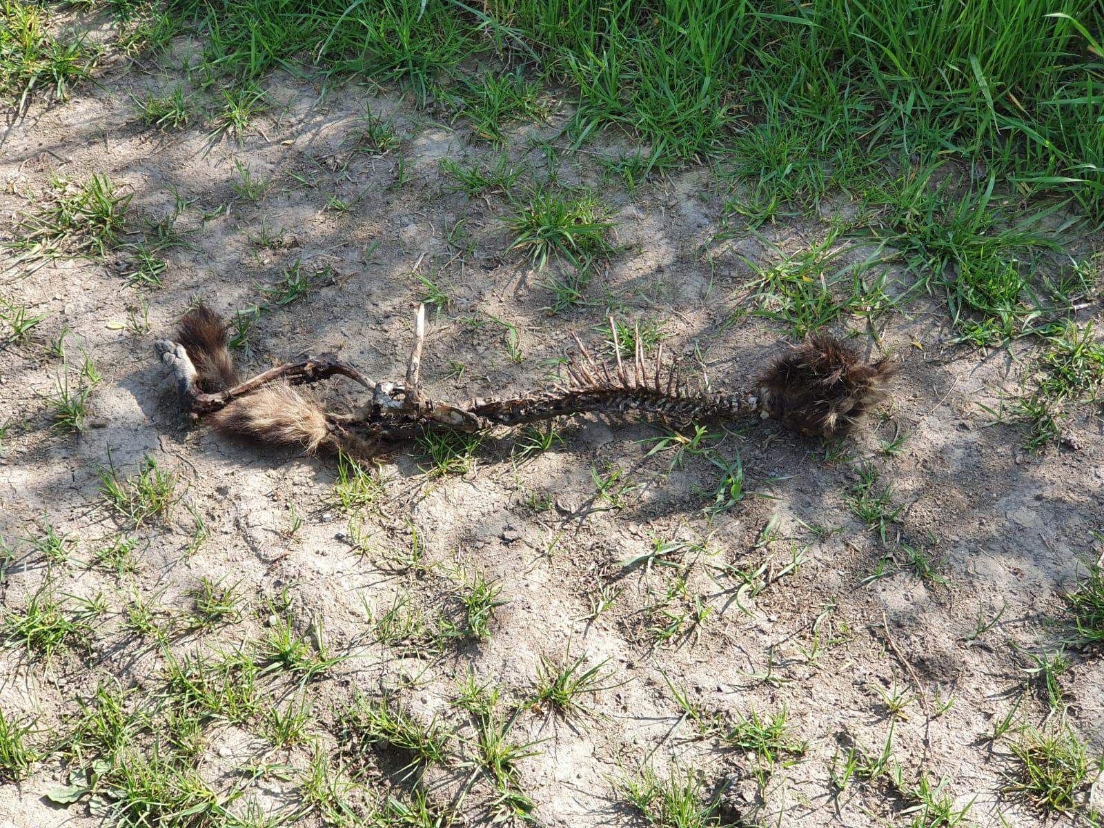 ⚠Achtung⚠ (Verwesung)! Welches Tier ist das? (Tiere, Biologie, Natur ...