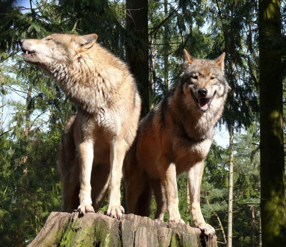 Aggression und Altruismus: Überlebensstrategien im Tierreich (Biologie ...