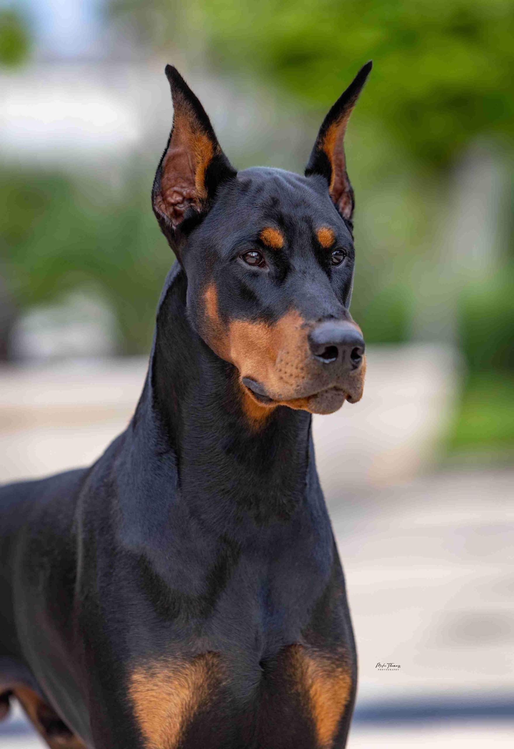 AKC American Doberman Pinscher? (Hunderasse, Dobermann)