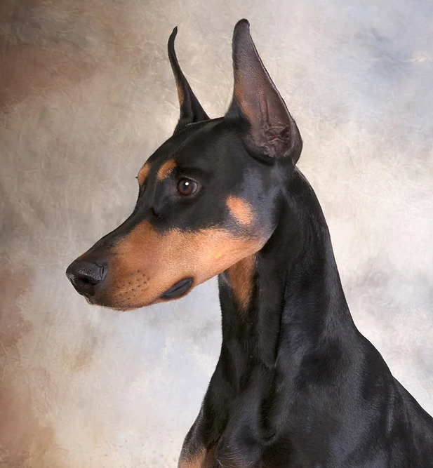 AKC American Doberman Pinscher? (Hunderasse, Dobermann)