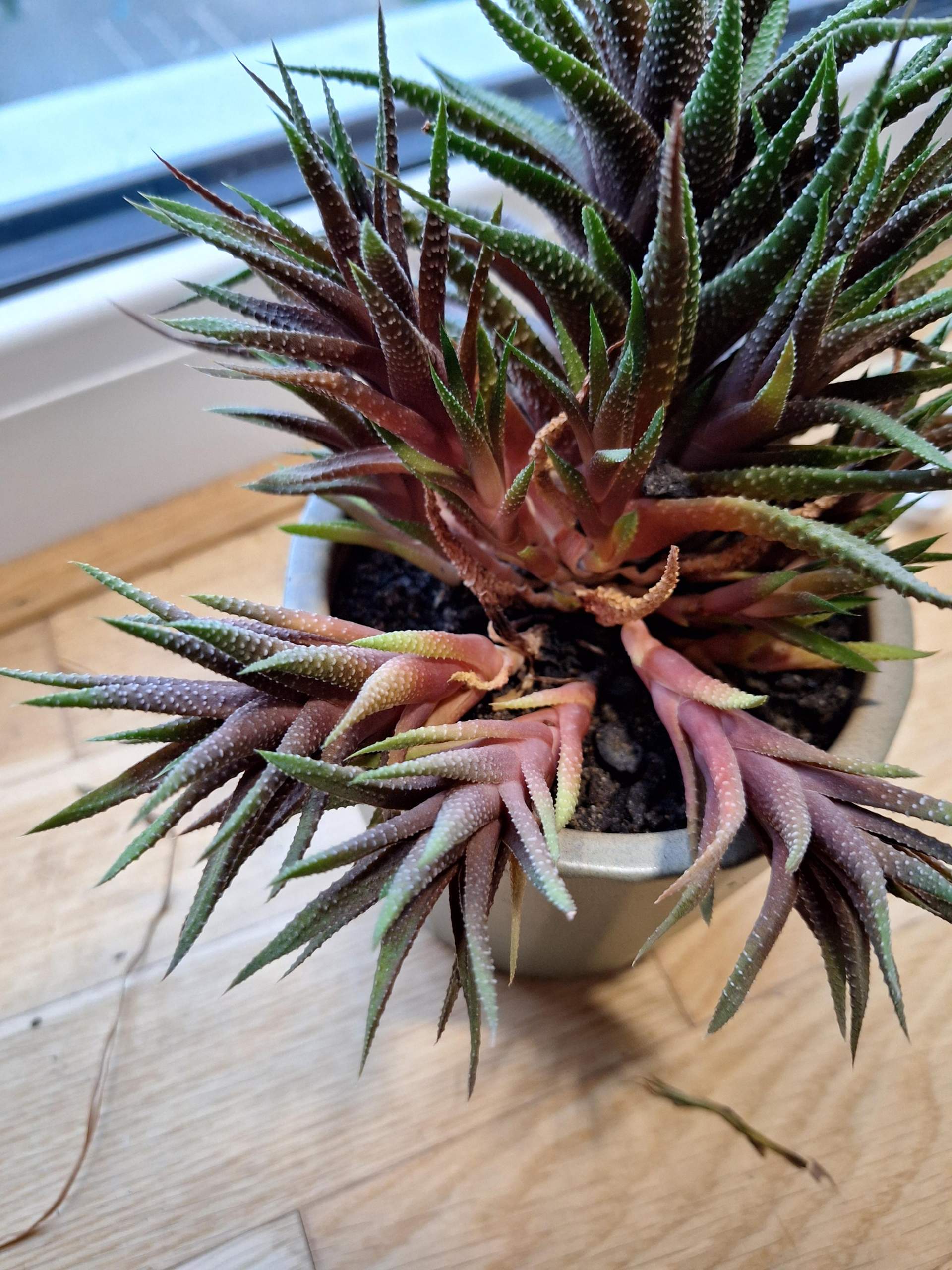 Aloe Vera nach Umtopfen Farbänderung und "auseinander gefallen"? (Erde ...