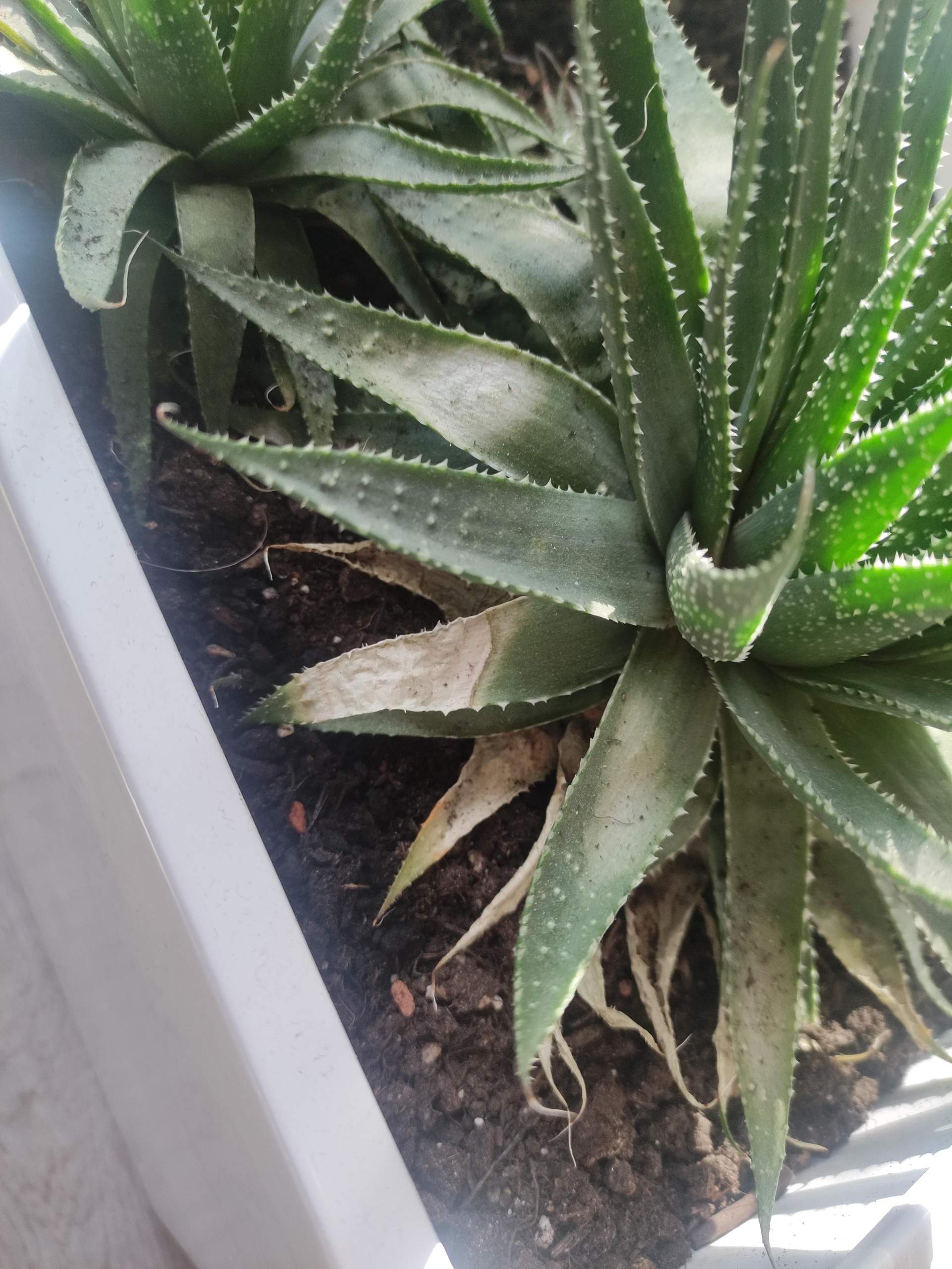 Aloe Vera weiß und gekrümmt? (Pflanzenpflege, Topfpflanzen, Sukkulenten)
